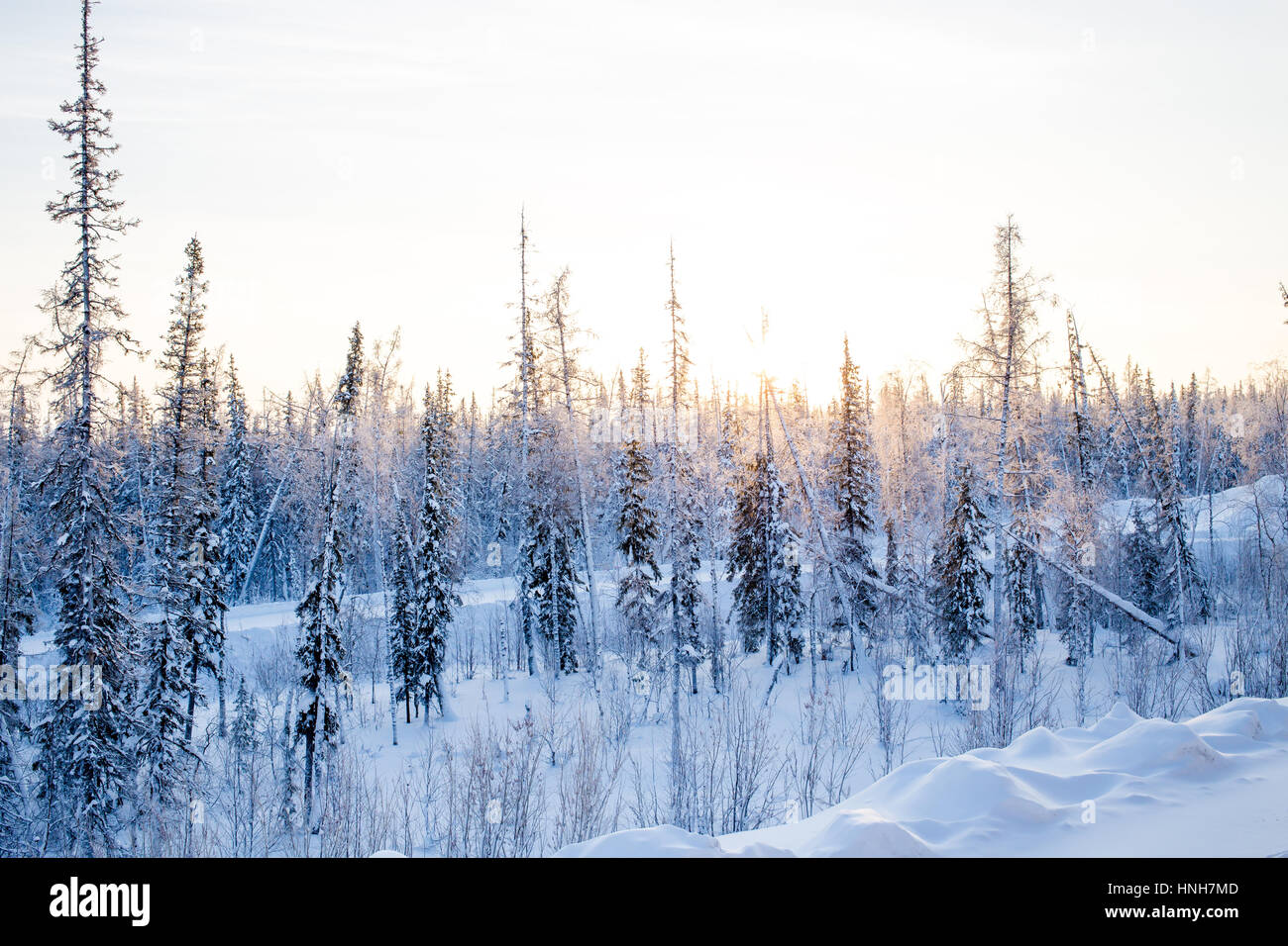 Taiga Russia High Resolution Stock Photography and Images - Alamy