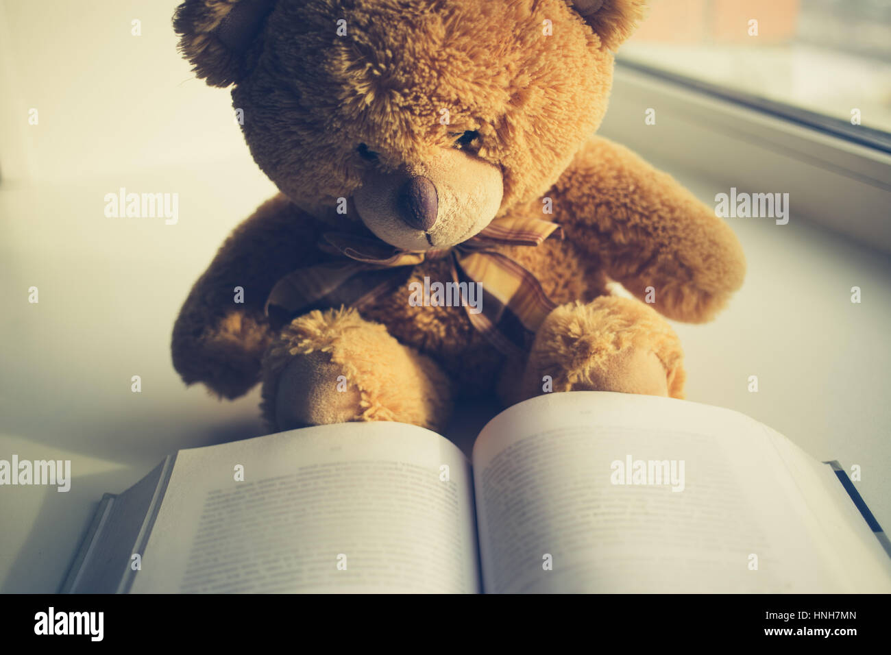 Bear Reading High Resolution Stock Photography and Images - Alamy