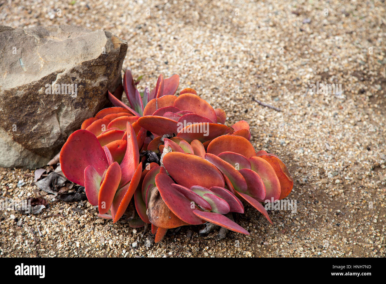 Pink and green paddle plant Kalanchoe luciae succulent grows in a ...