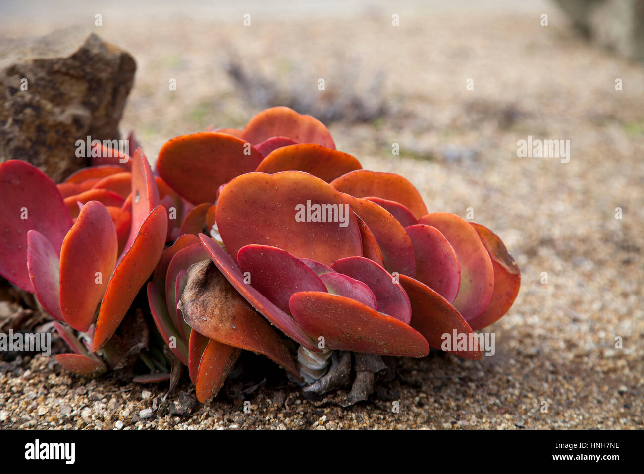 Pink and green paddle plant Kalanchoe luciae succulent grows in a ...