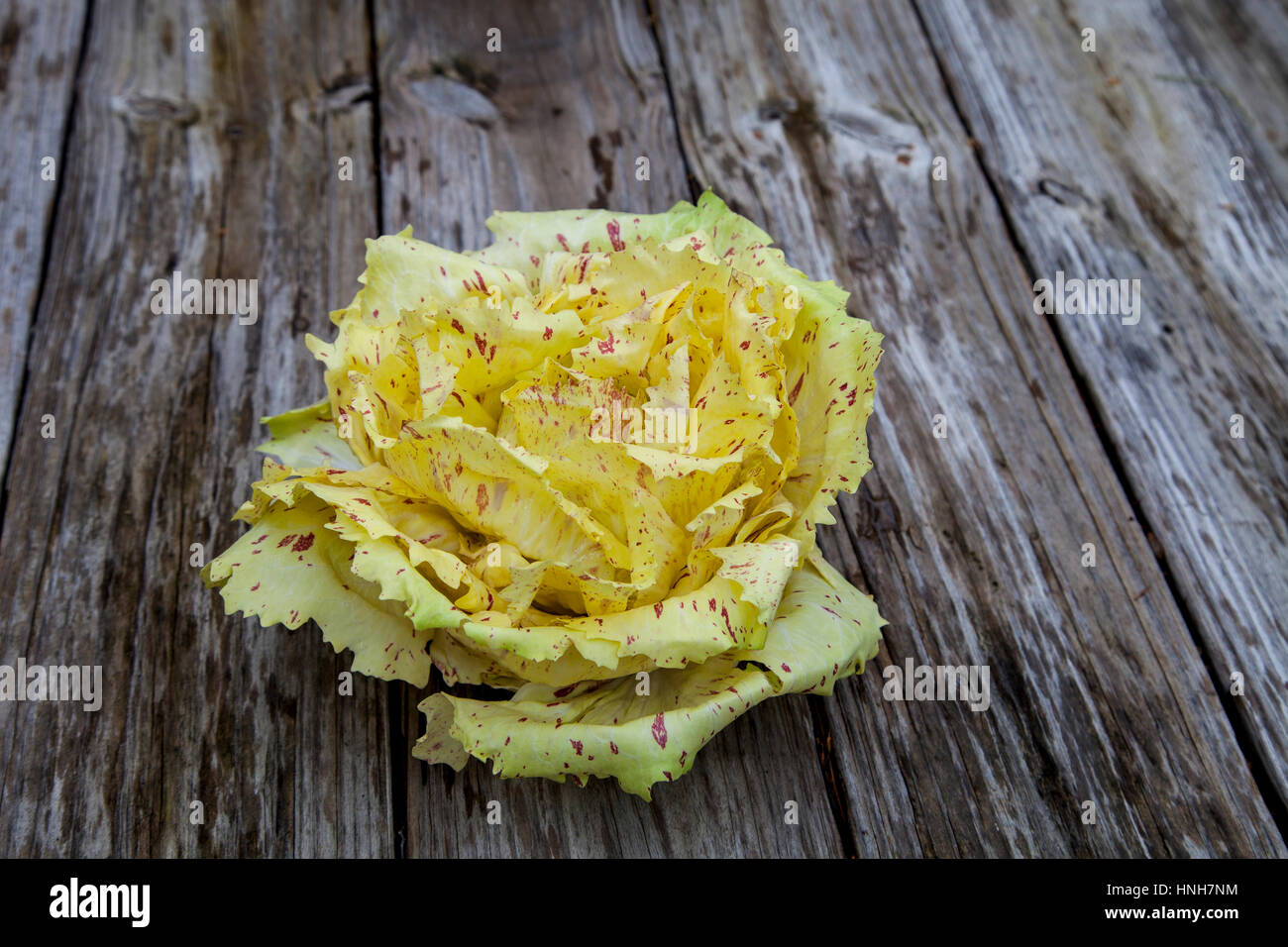 Vegetable Castelfranco radicchio lettuce has yellow leaves that have ...
