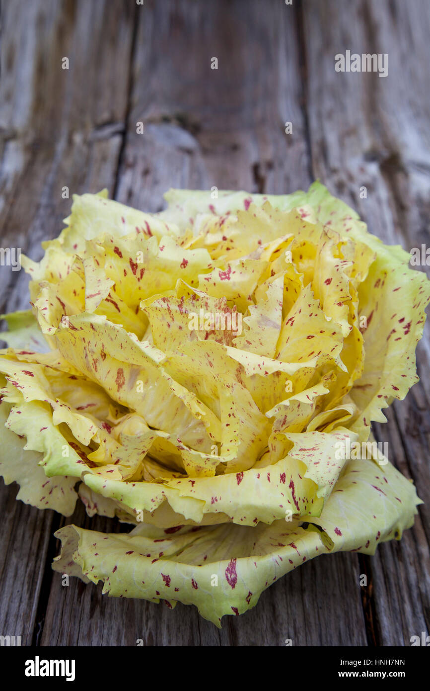 Vegetable Castelfranco radicchio lettuce has yellow leaves that have ...