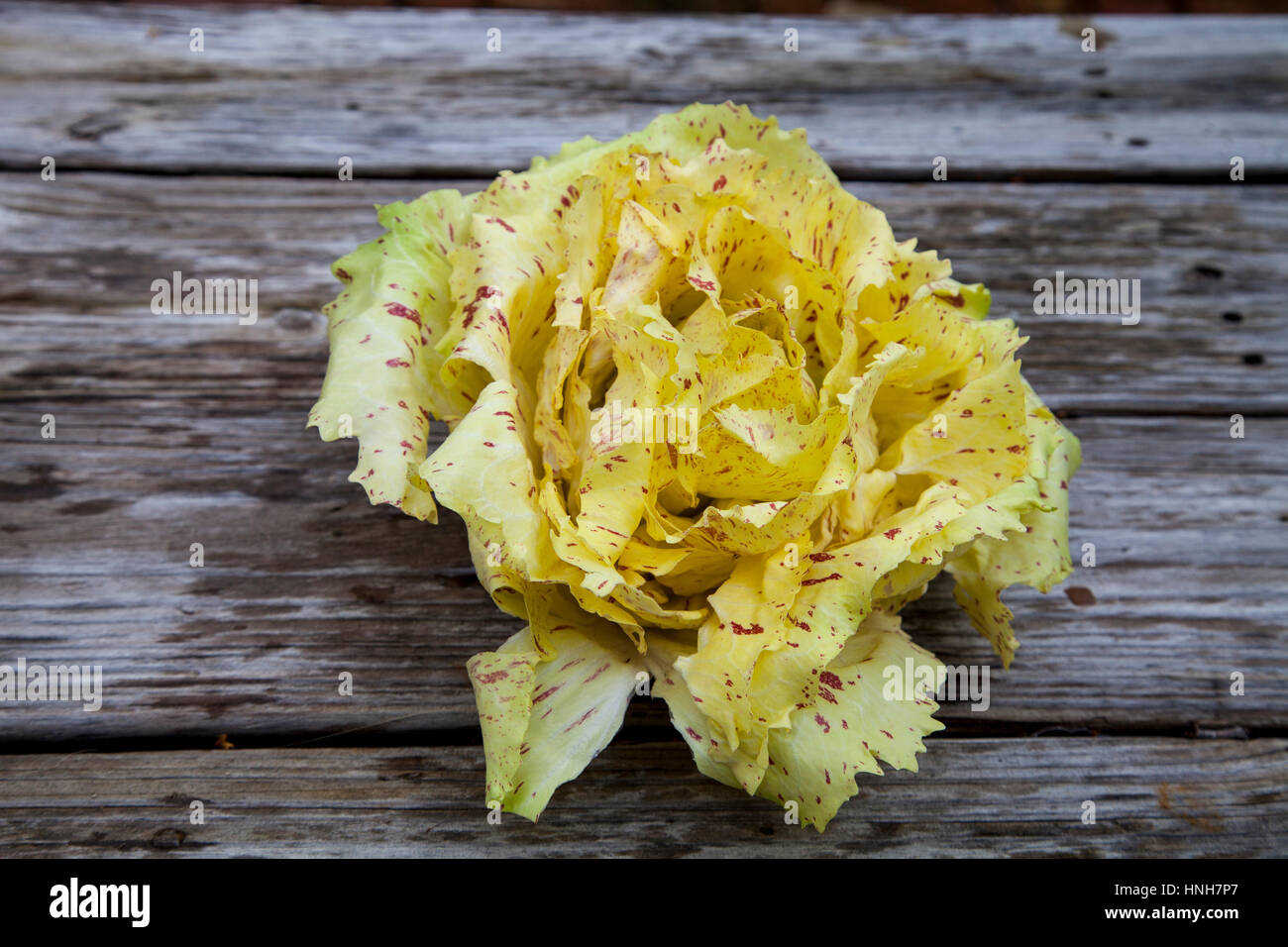Vegetable Castelfranco radicchio lettuce has yellow leaves that have ...