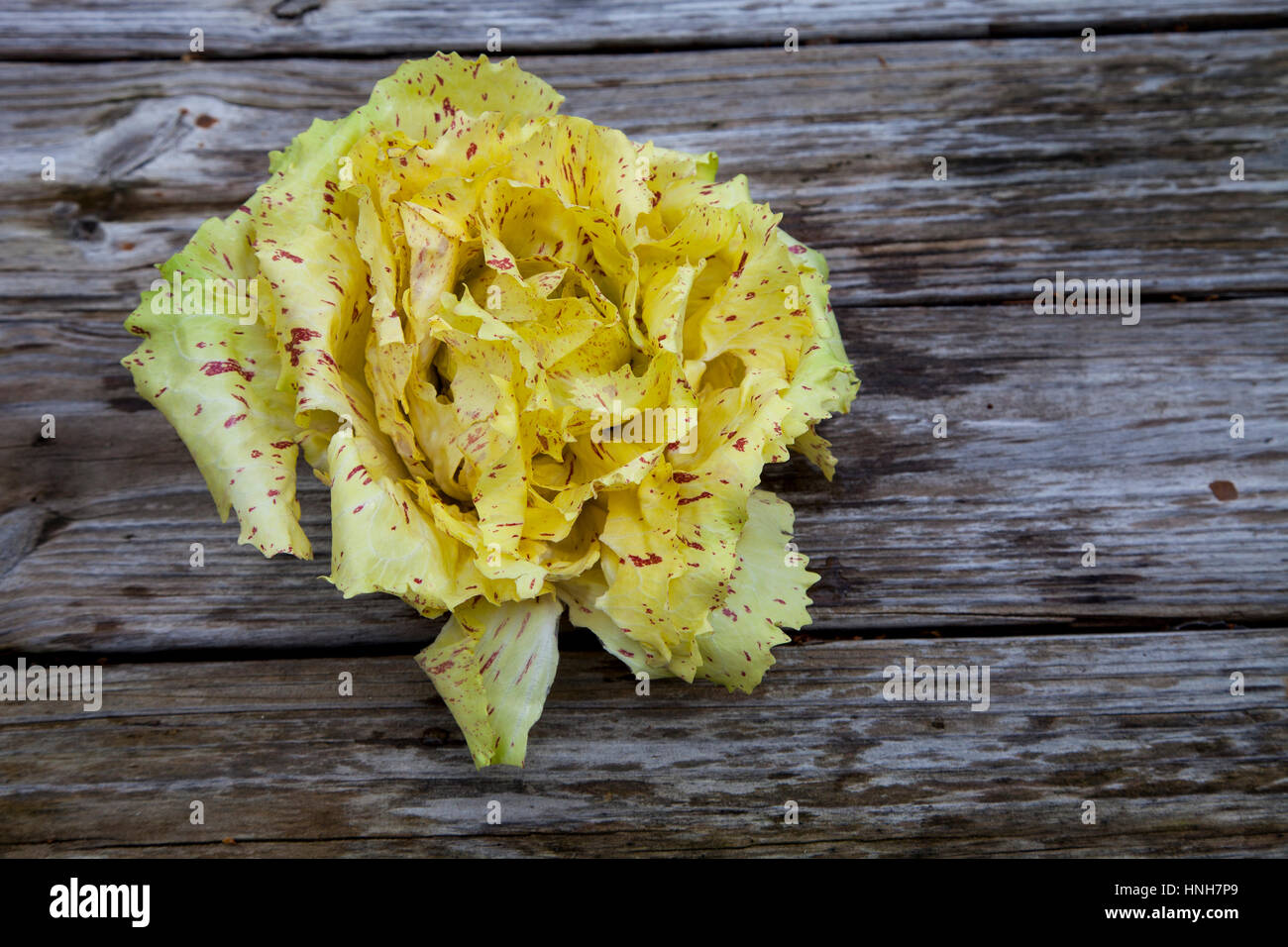 Vegetable Castelfranco radicchio lettuce has yellow leaves that have ...