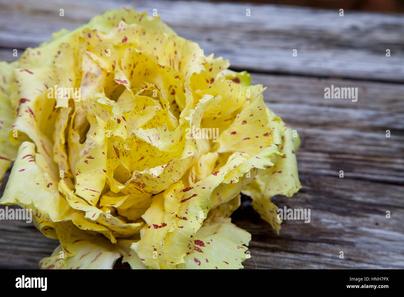 Vegetable Castelfranco radicchio lettuce has yellow leaves that have ...