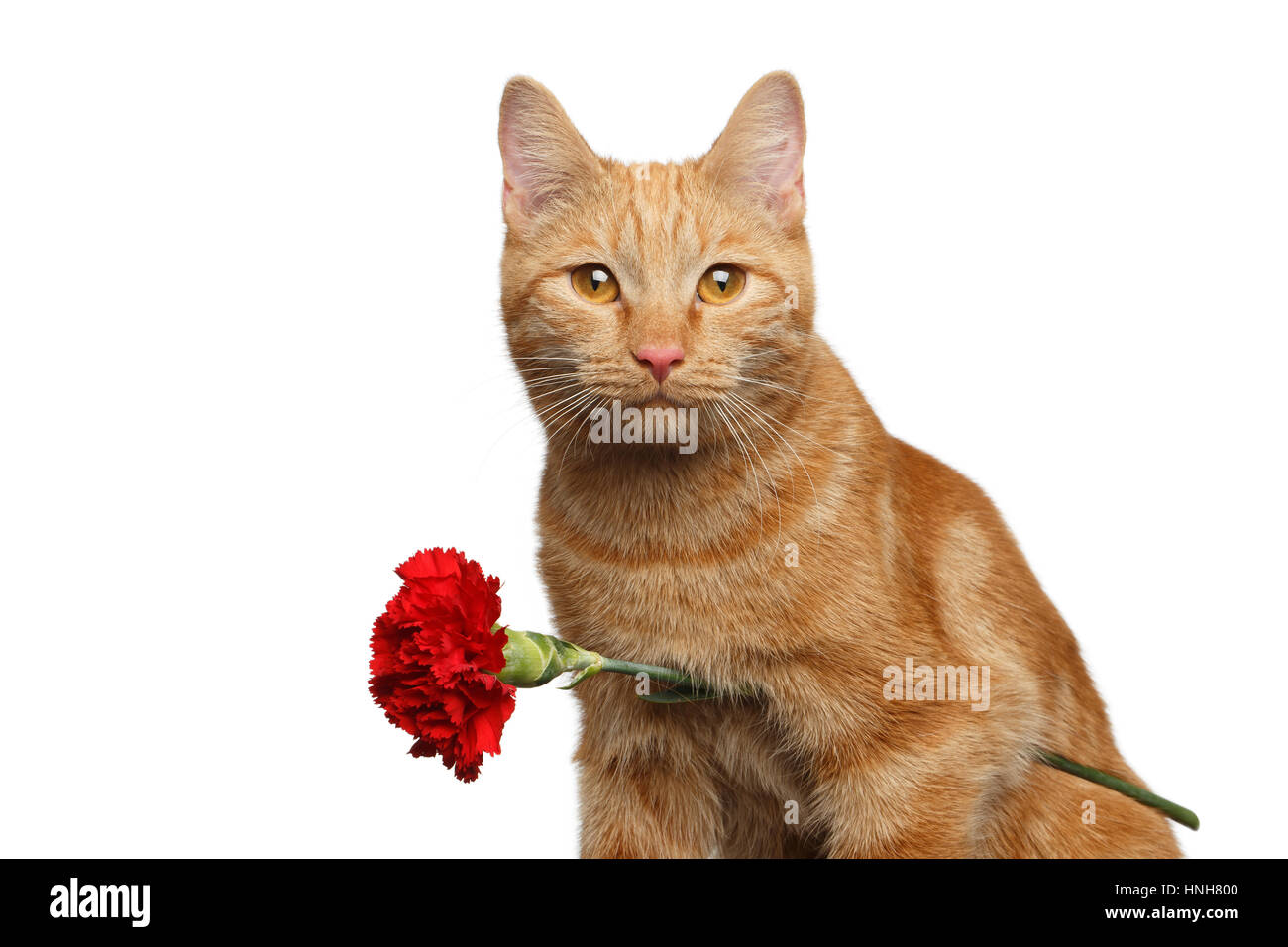 Cat with flower hi-res stock photography and images - Alamy