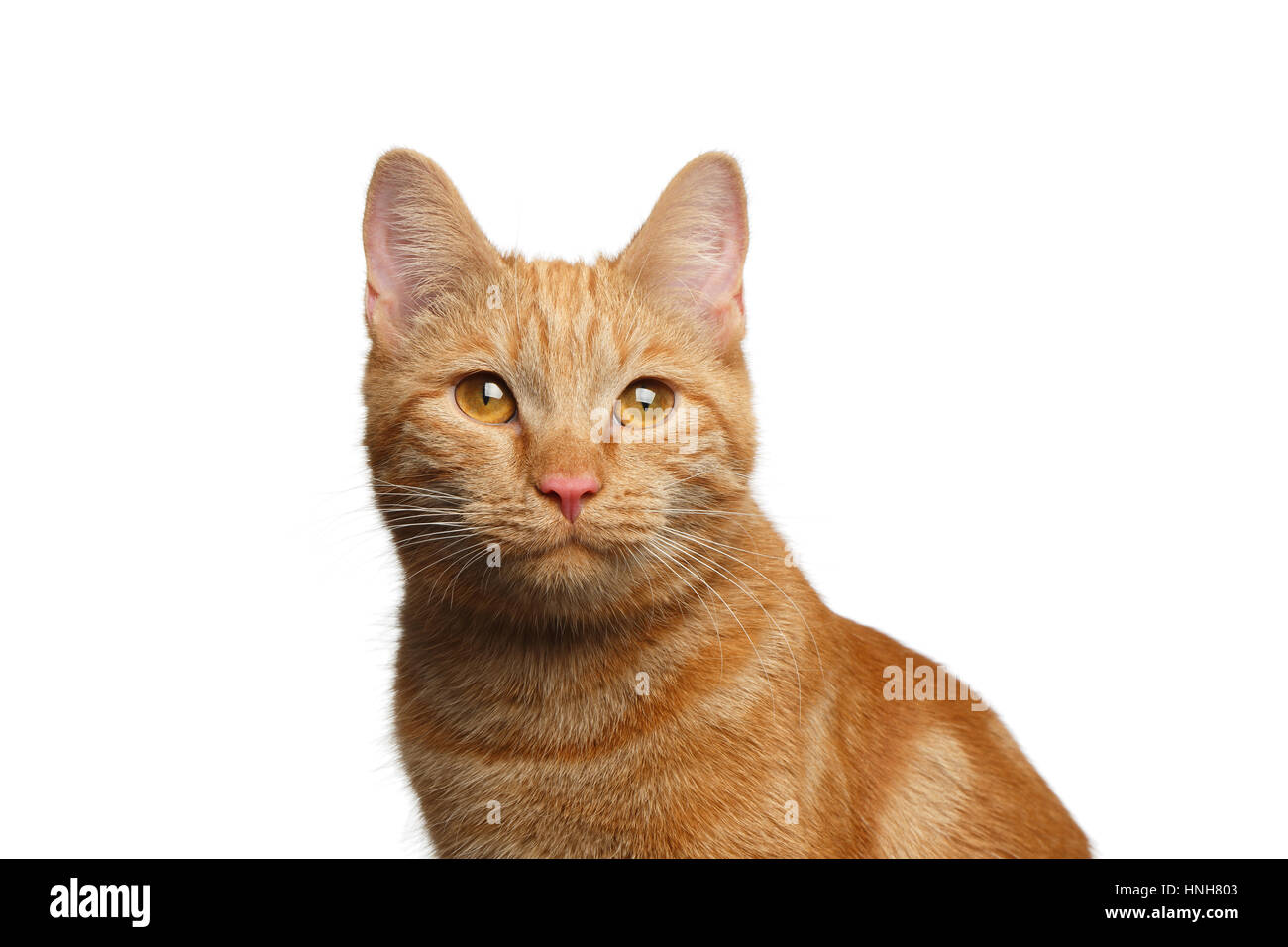 Smile animals hi-res stock photography and images - Alamy