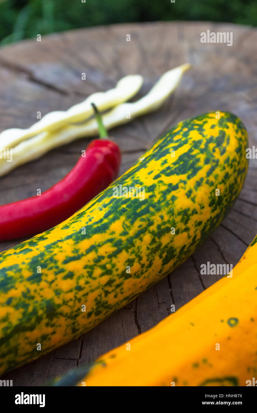 unusual green-orange zucchini, pods of white beans and red chilly on an ...