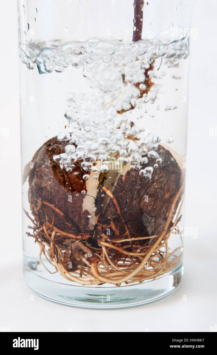 Avocado roots hi-res stock photography and images - Alamy