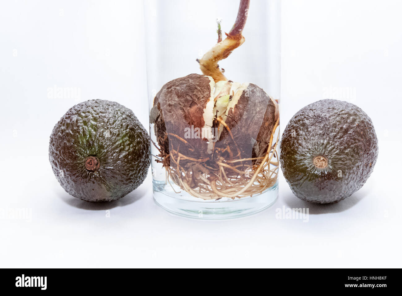 Whole green and brown avocados with a avocado root and seed growing in ...