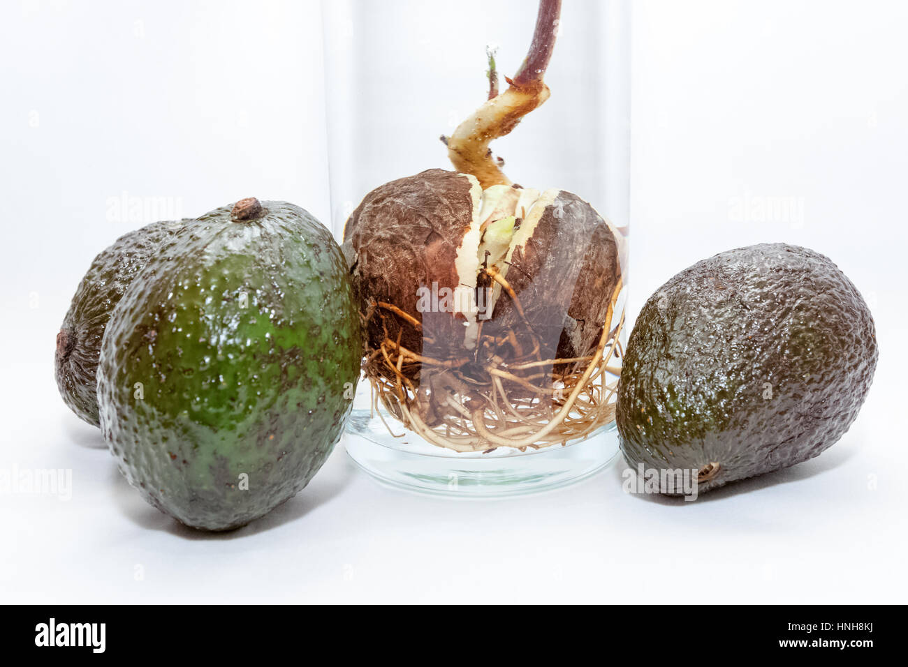 Avocado roots hi-res stock photography and images - Alamy