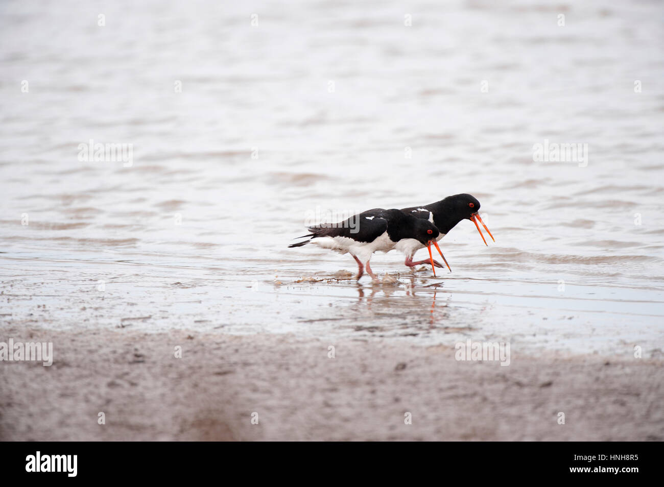 Mating dance hi-res stock photography and images - Alamy