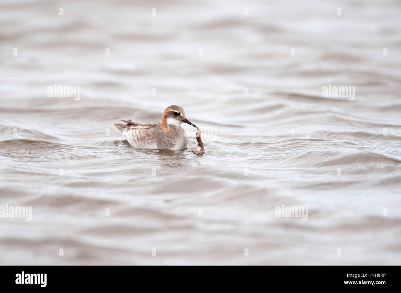 Ragworm hi-res stock photography and images - Alamy