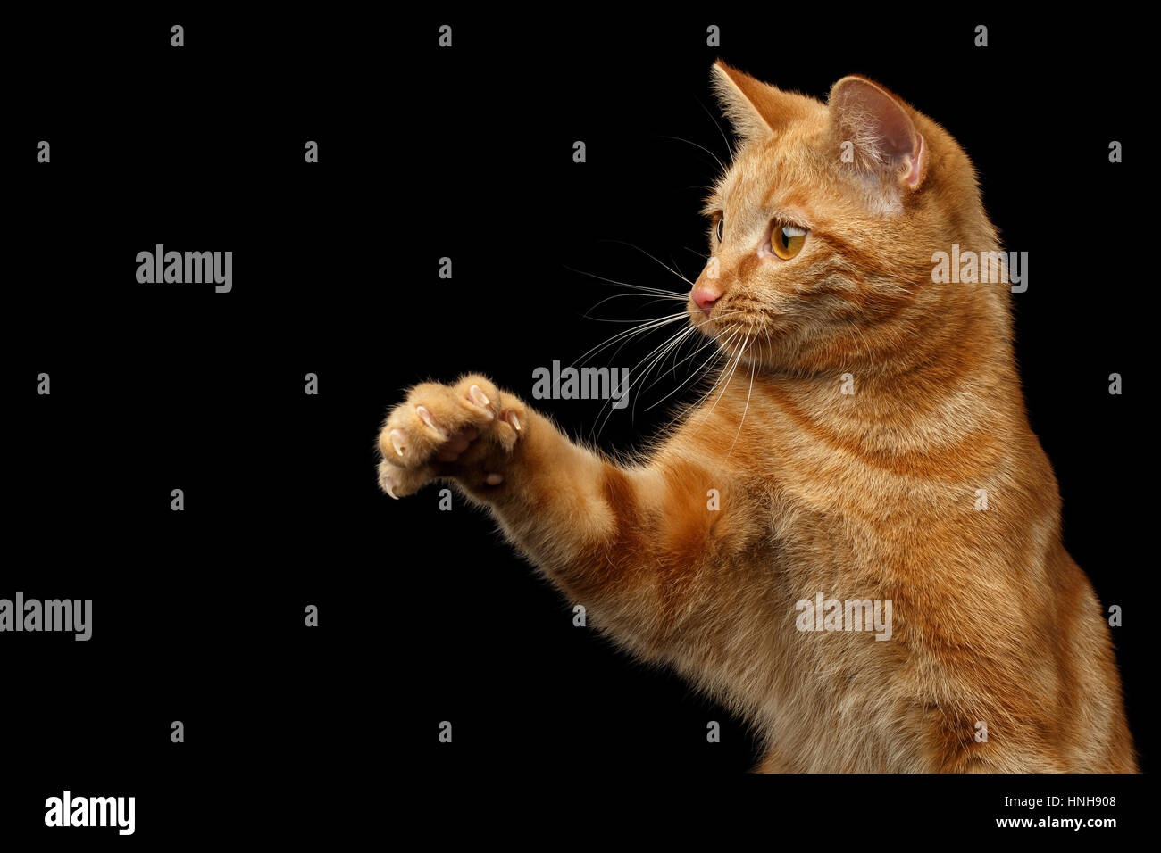 Young ginger cat side view hi-res stock photography and images - Alamy