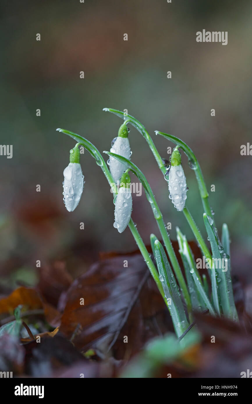 Wild flowers of britain hi-res stock photography and images - Alamy