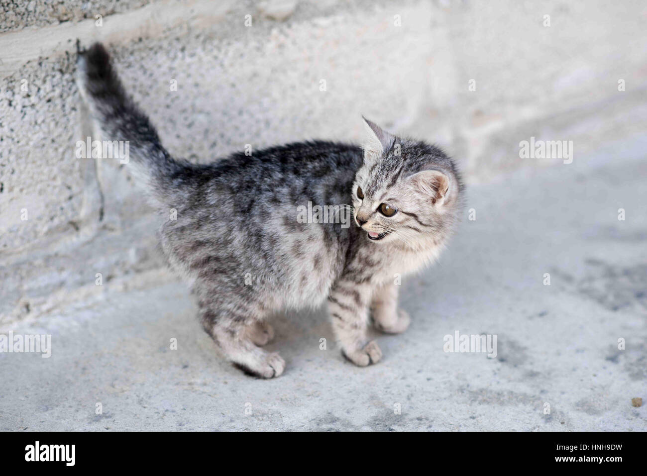 Cat portrait close up, only head crop, cat in light grey and cream ...