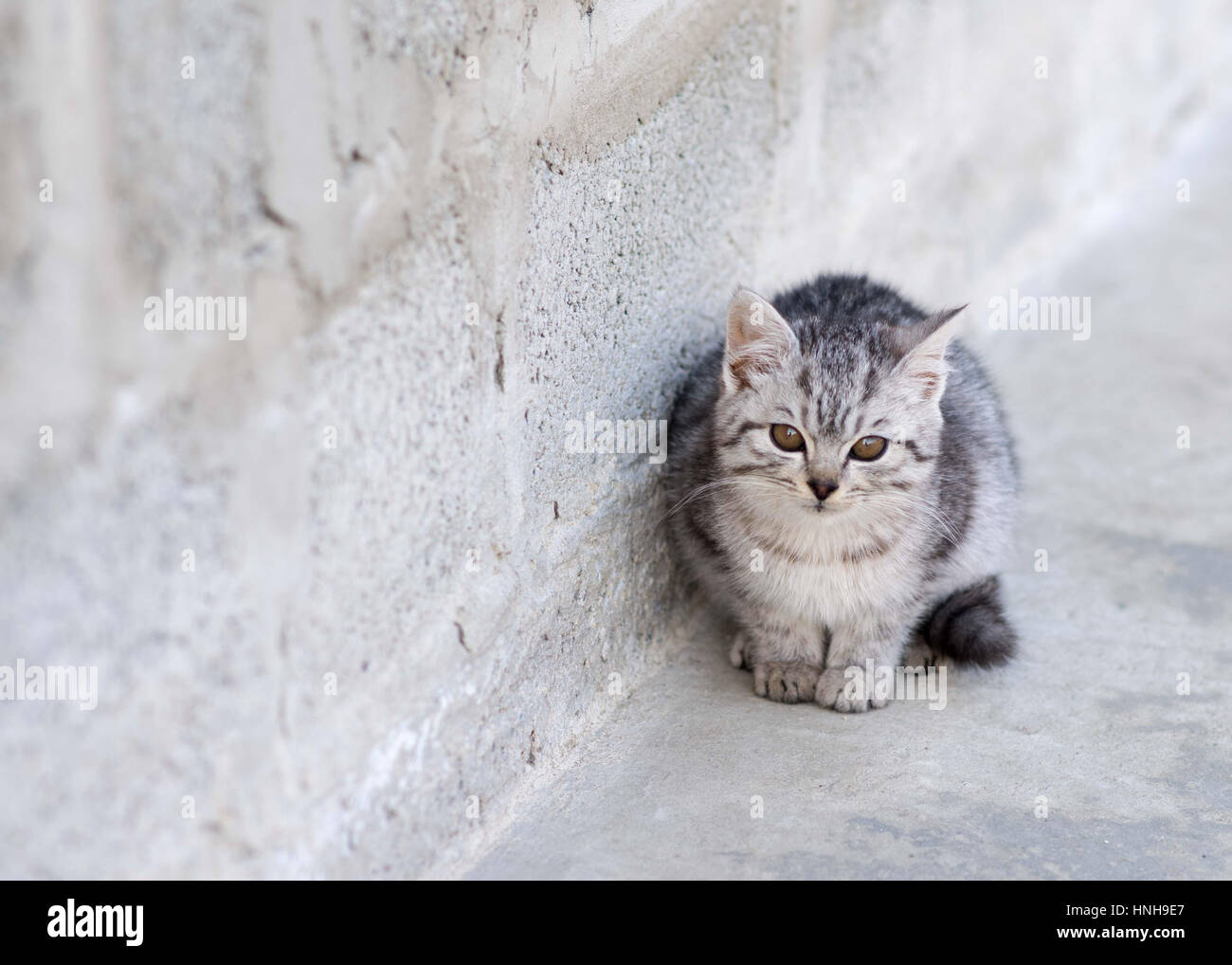 Cat portrait close up, only head crop, cat in light grey and cream ...