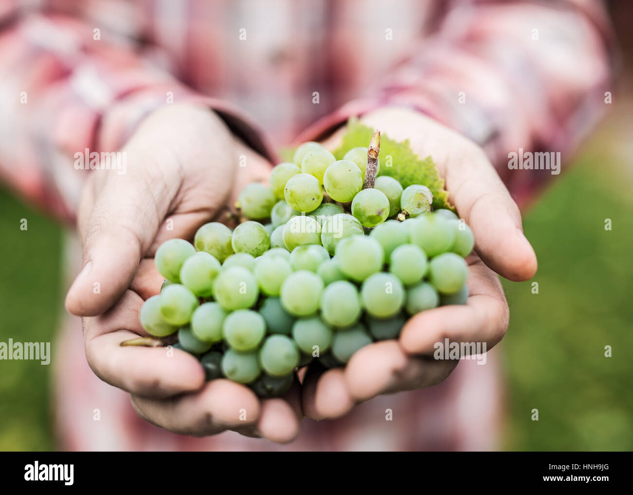 White wine grapes in the male hands Stock Photo - Alamy