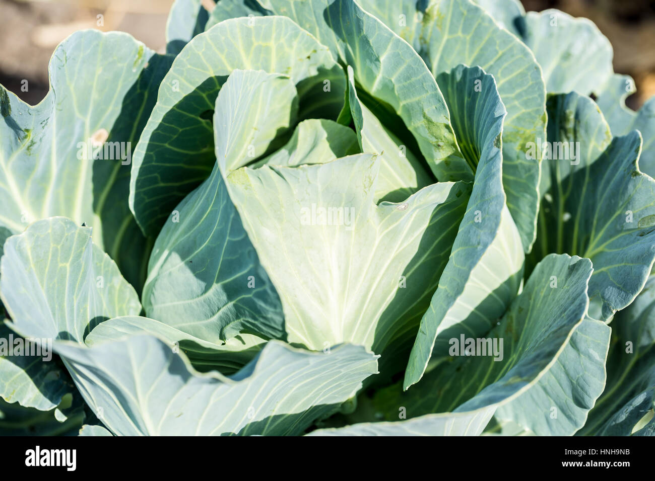 Big Cabbage White High Resolution Stock Photography and Images - Alamy