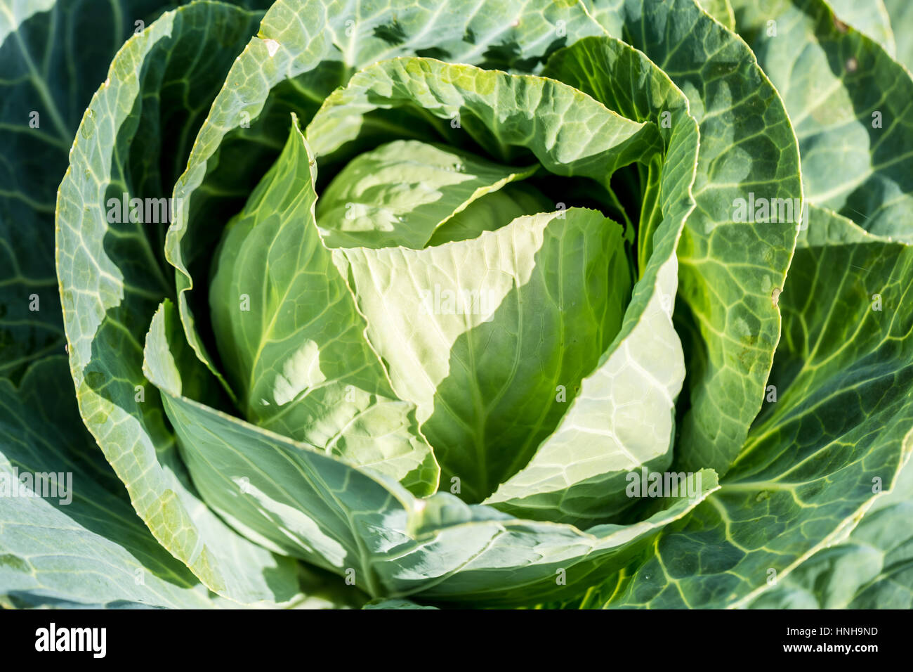 Cabbage head plant hi-res stock photography and images - Alamy