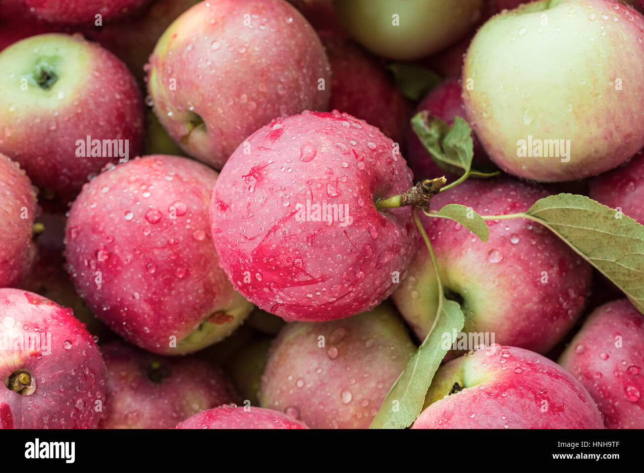 Red apples background Stock Photo - Alamy