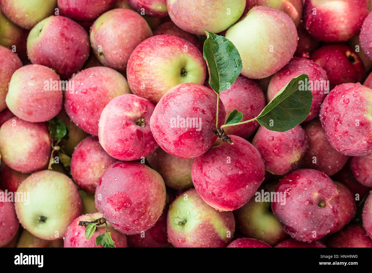 Red apples background Stock Photo - Alamy