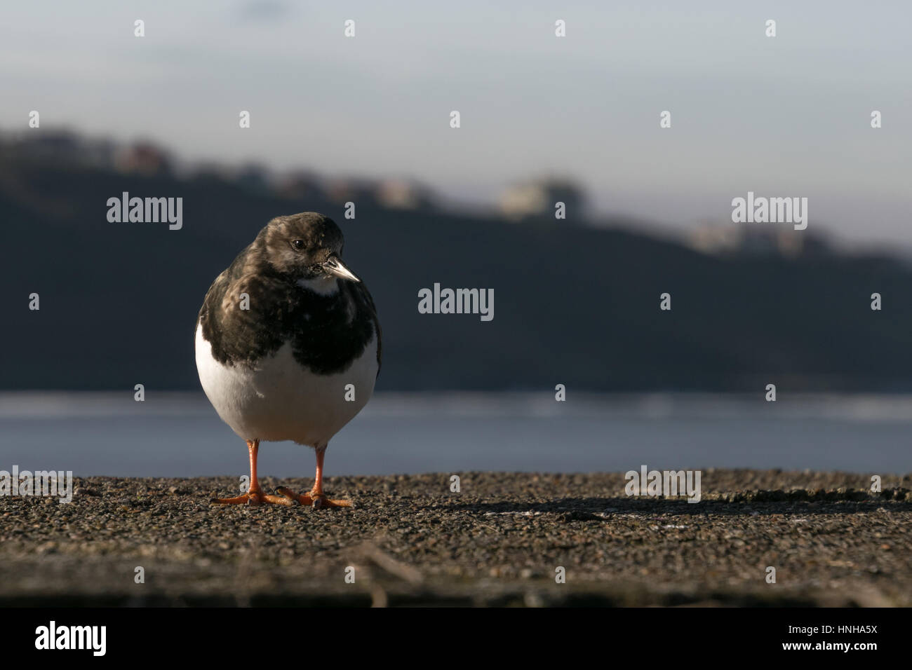 Whitby Birds High Resolution Stock Photography and Images - Alamy