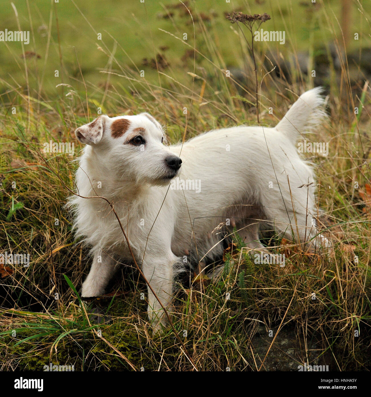 jack russell terrier dog Stock Photo - Alamy