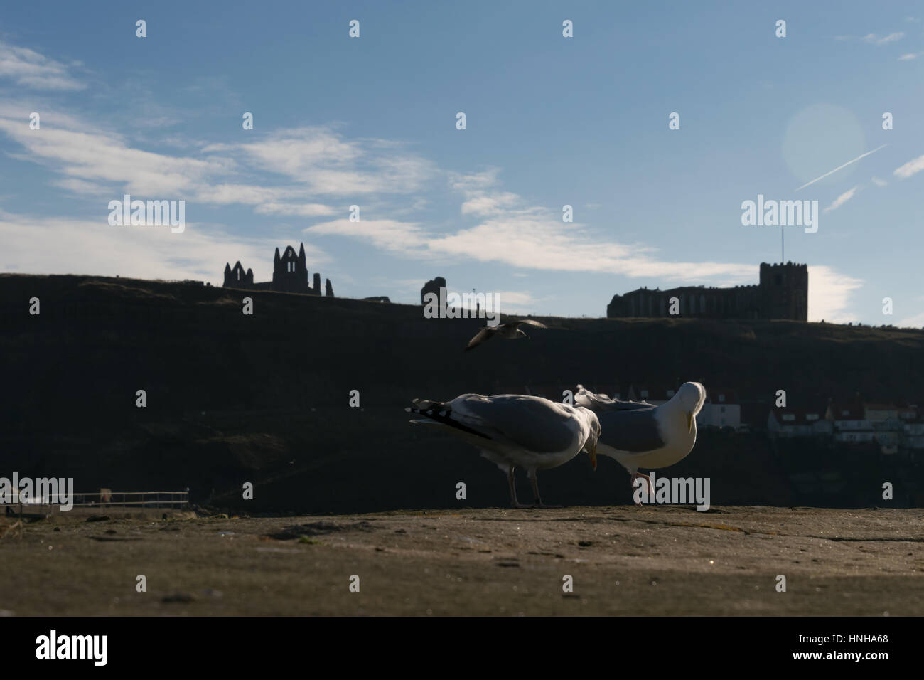 Whitby seagulls hi-res stock photography and images - Alamy