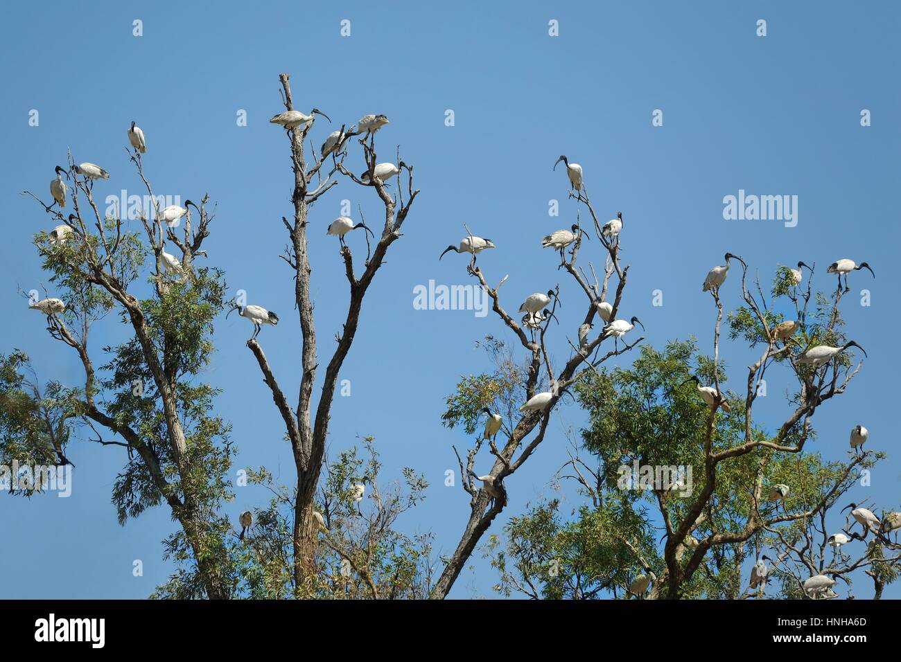Birds on a tree Stock Photo - Alamy