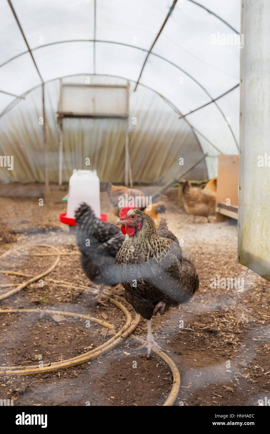 Caged chickens hi-res stock photography and images - Alamy