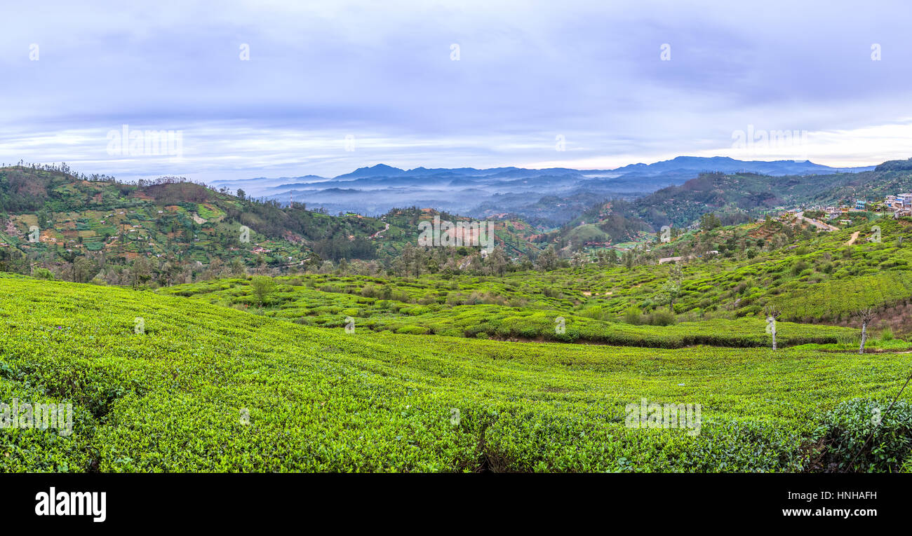 Sri lanka tea plantation aerial hi-res stock photography and images - Alamy