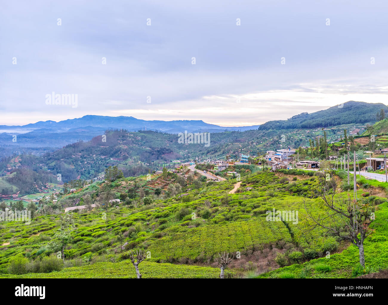 The slopes of Hakgala mostly occupied with tea plantations, the main ...