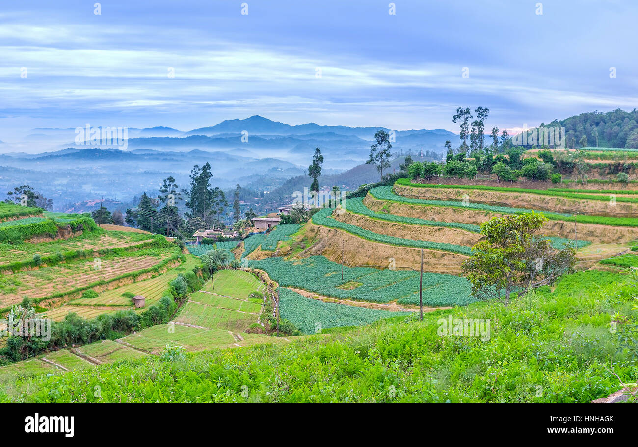 The terraced fields are the most popular types of fields in mountain ...