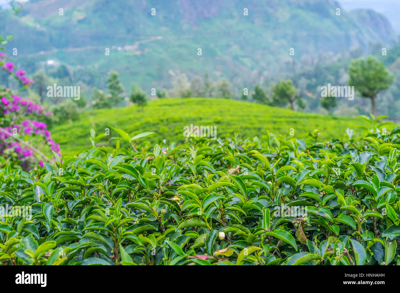 One of the best tea in the world is the highland tea of Sri Lanka Stock ...