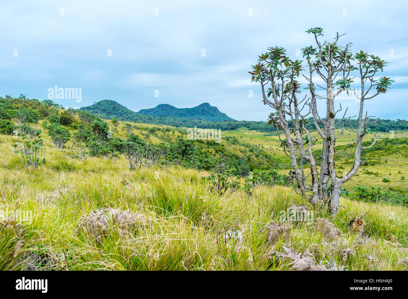 Tree rhododendron rhododendron arboreum High Resolution Stock ...