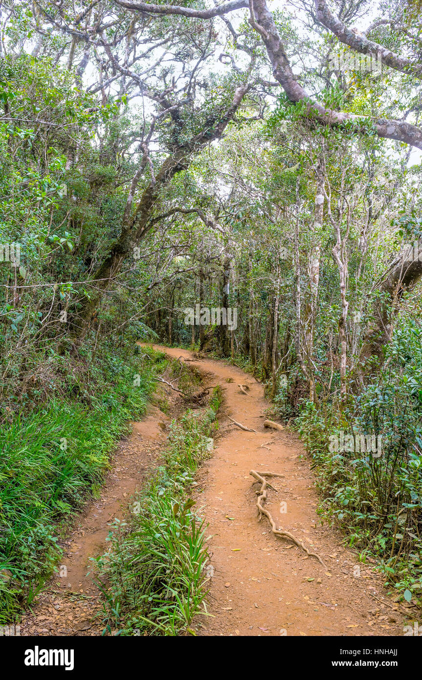 Jungle plains hi-res stock photography and images - Alamy