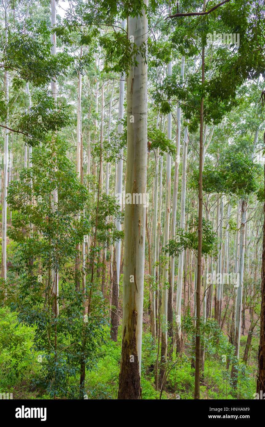 Forest in sri lanka hi-res stock photography and images - Alamy