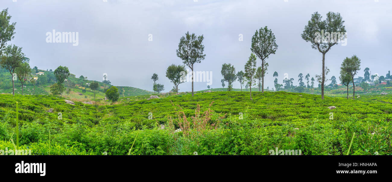 Sri lanka tea haputale dambatenne hi-res stock photography and images ...