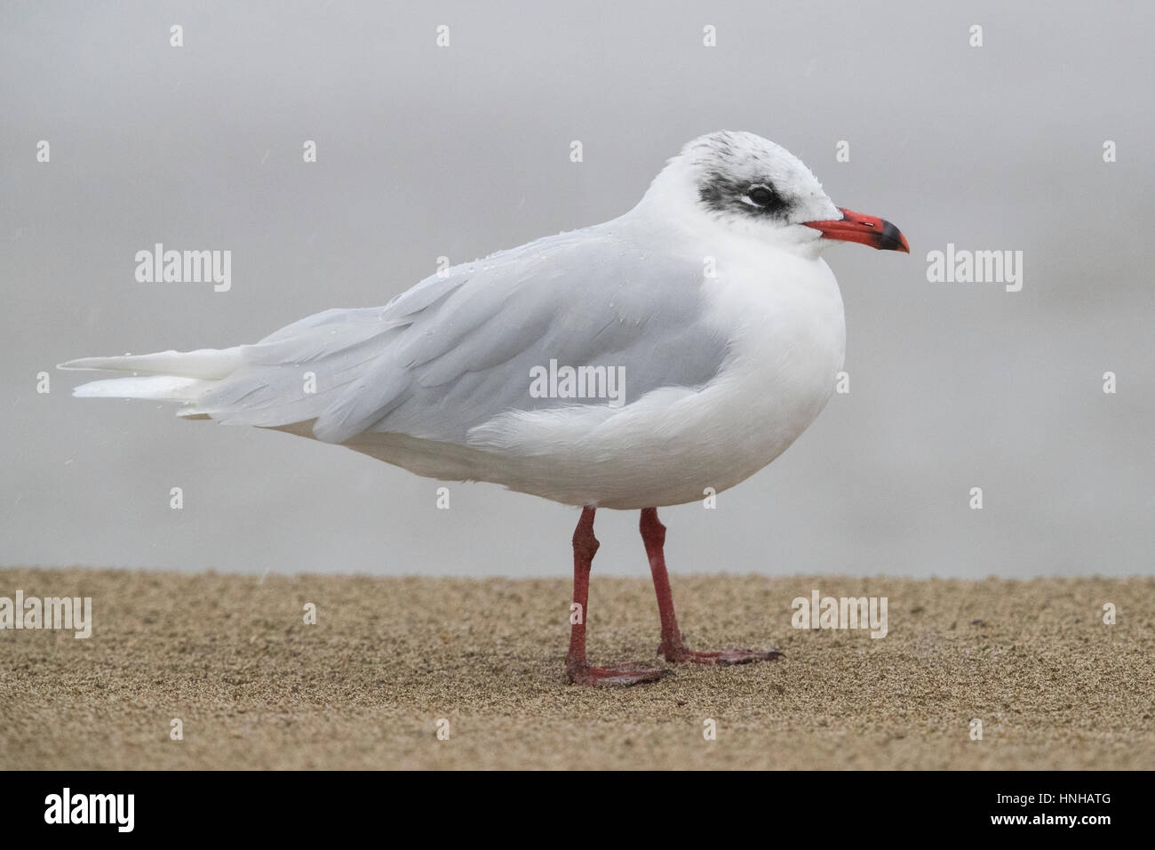 Mediterranean Gull (Ichthyaetus melanocephalus), adult in winter ...