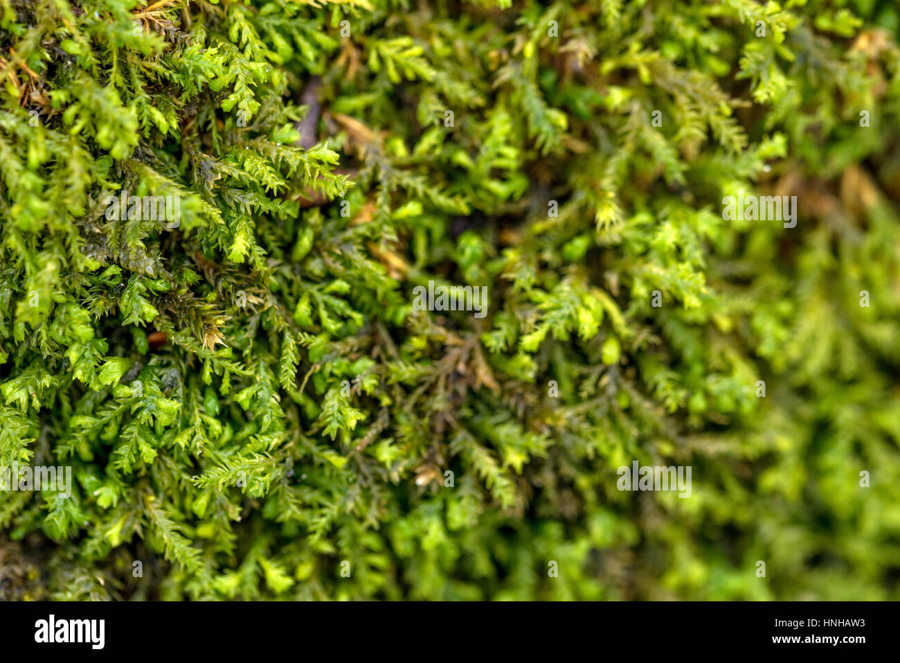 Close-up of beautiful green moss covered timber surface Stock Photo - Alamy