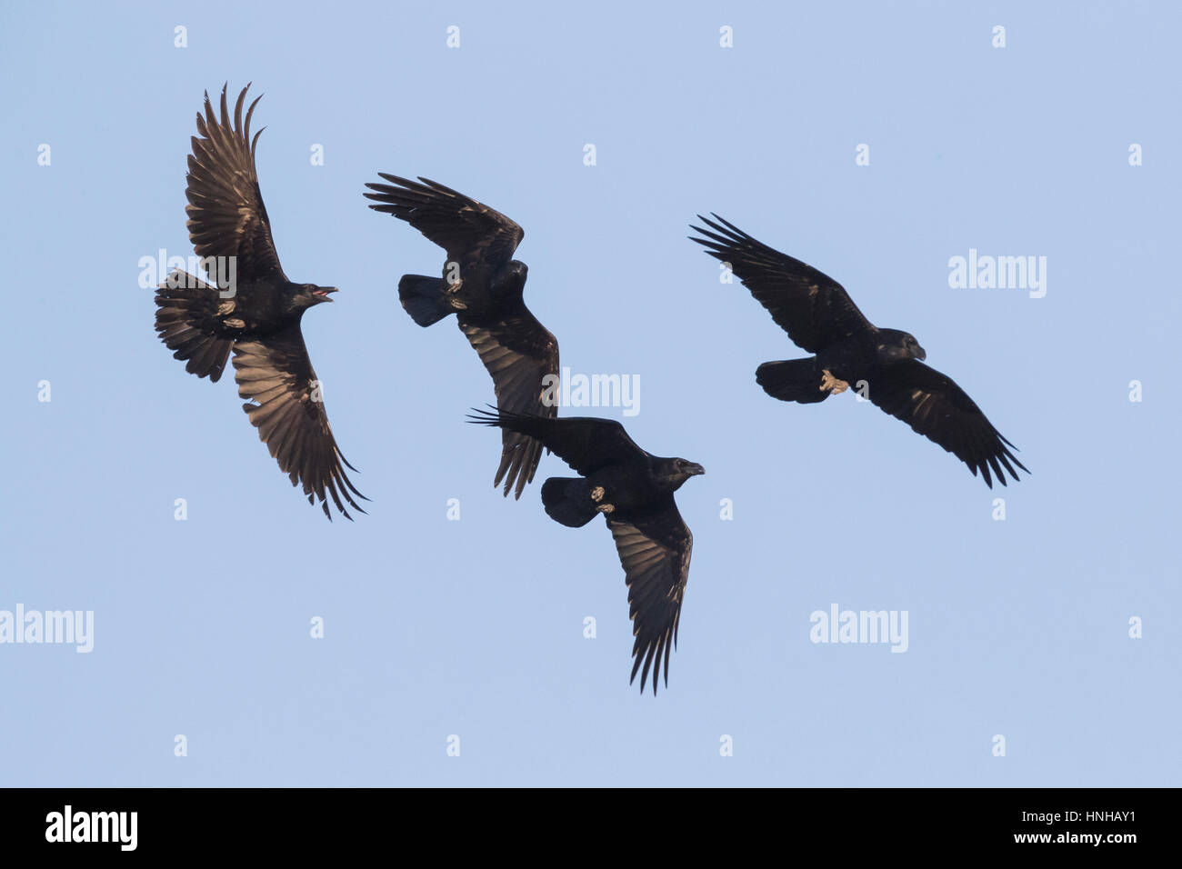 Corvo in volo hi-res stock photography and images - Alamy