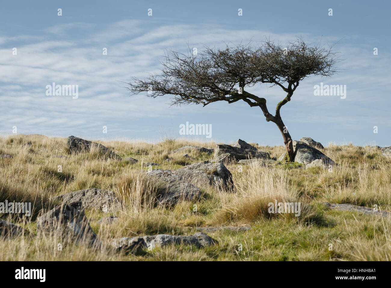 Wind swept tree in a field Stock Photo - Alamy