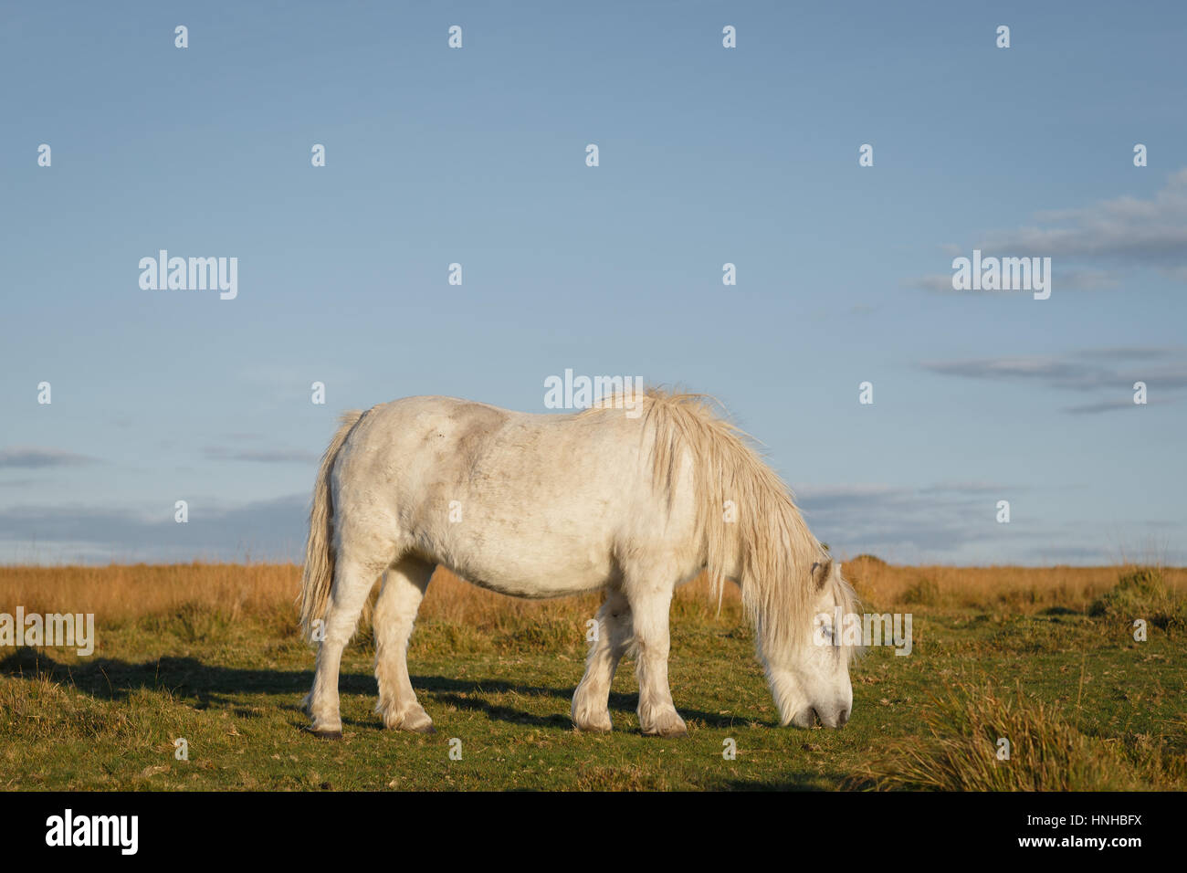 Dartmoor wildlife hi-res stock photography and images - Alamy