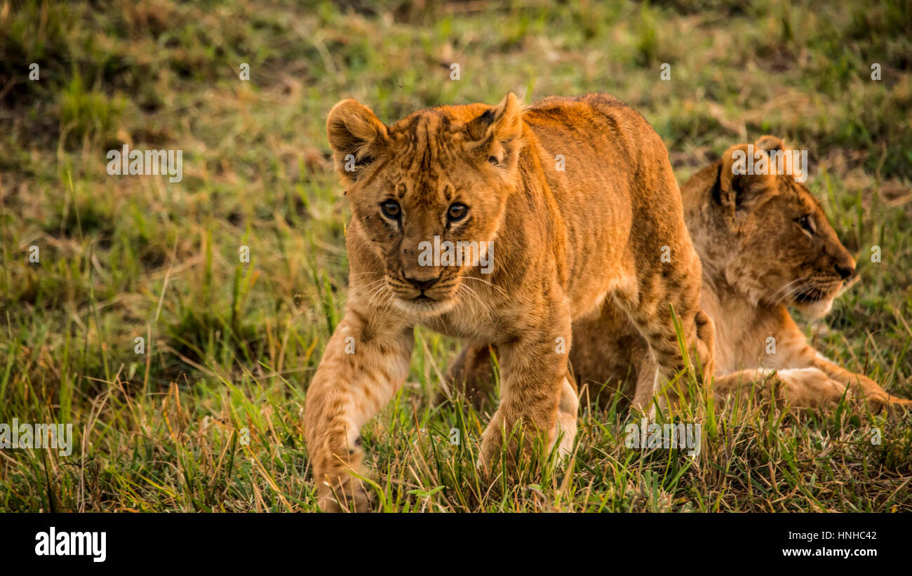A cute lion cub Stock Photo - Alamy