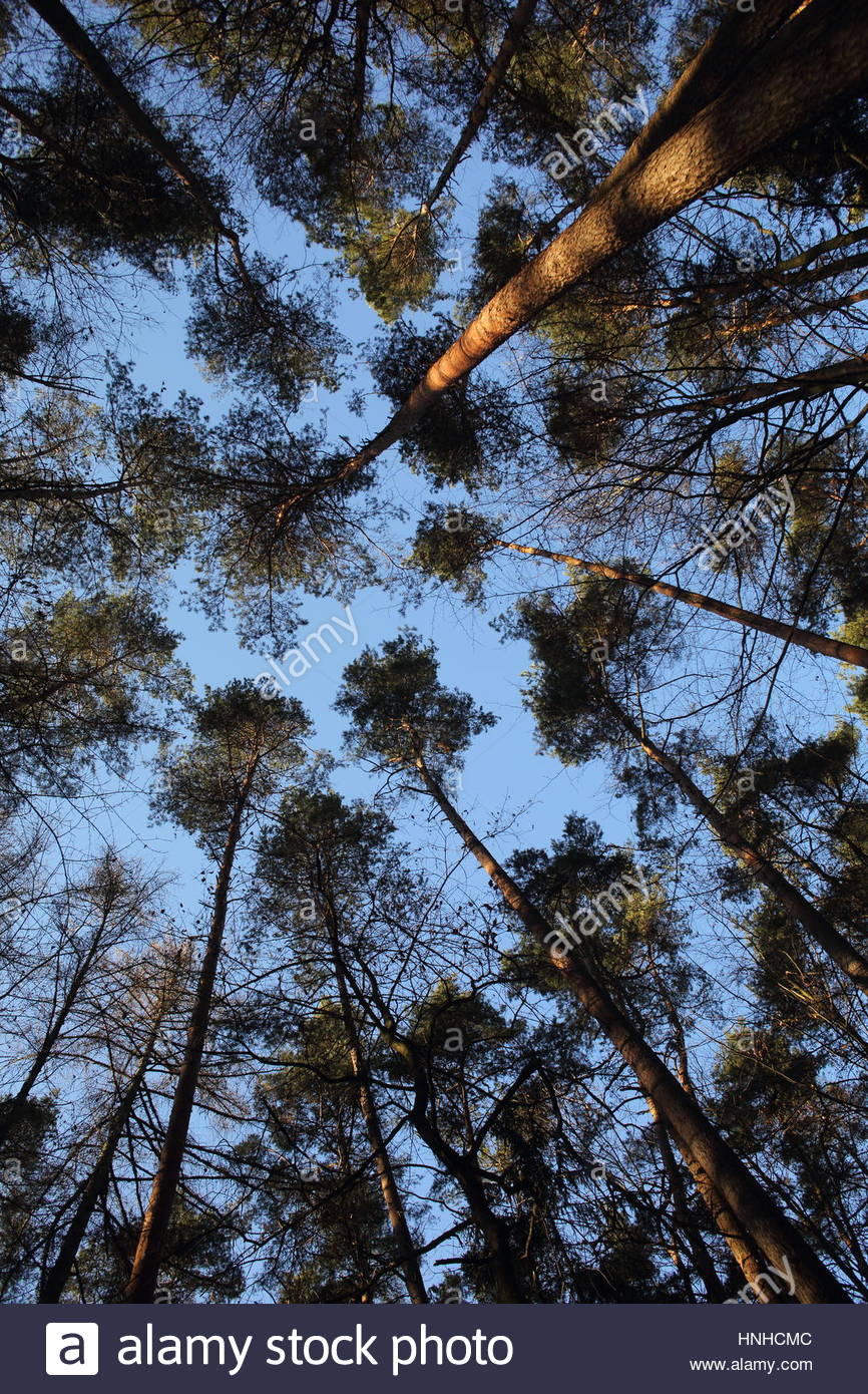 Treetops at sunset and tree trunks racing upwards in a forest in ...