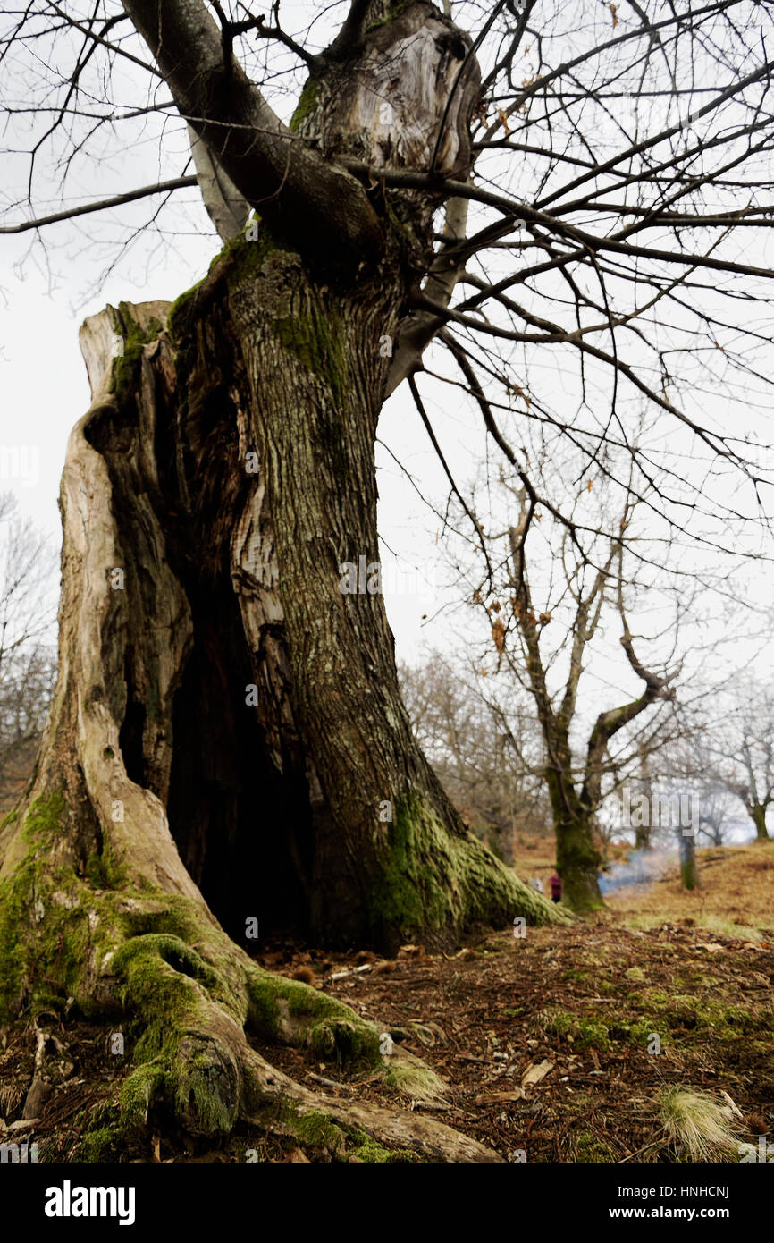 Old chestnut tree hi-res stock photography and images - Alamy
