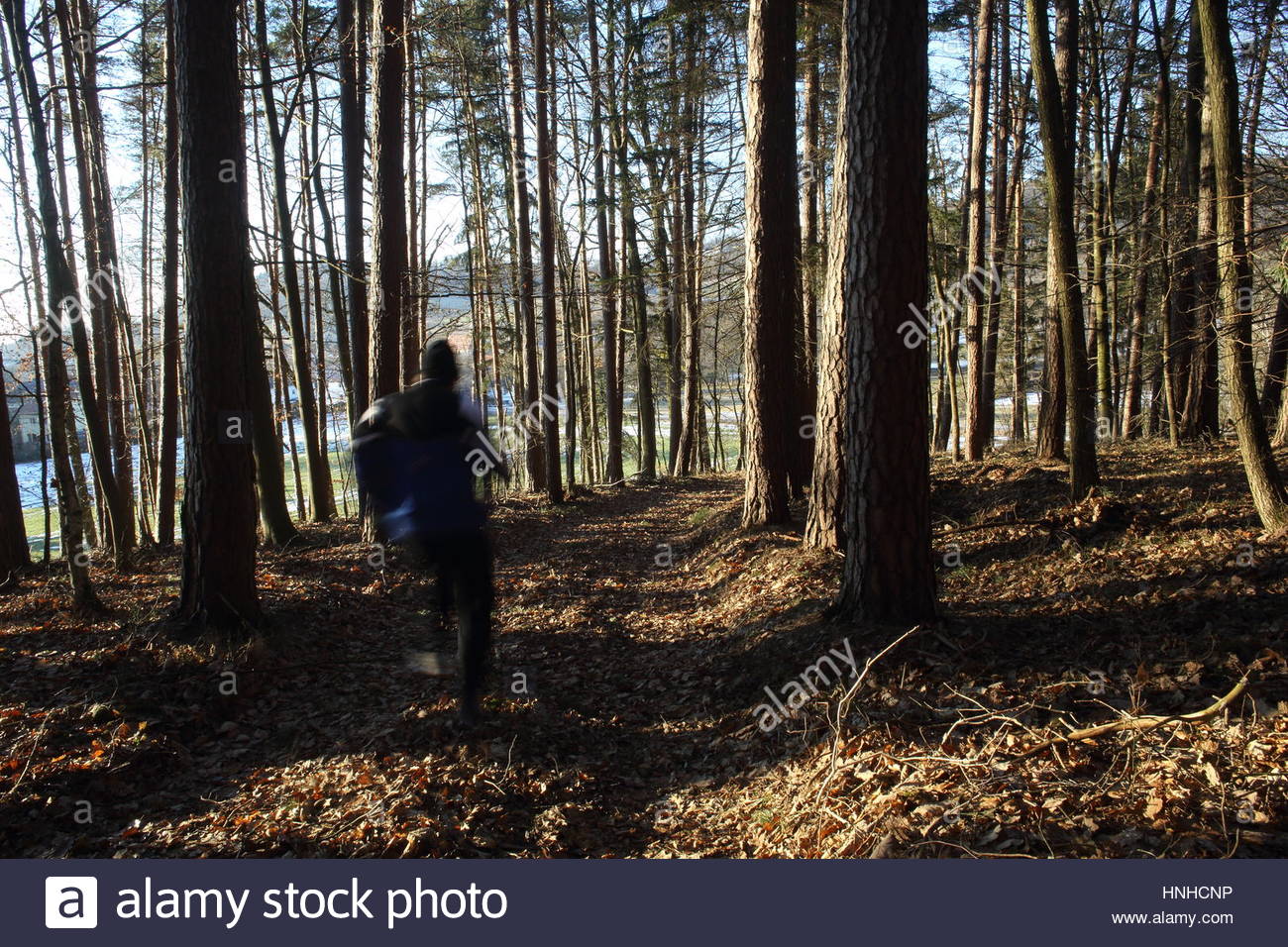 A jogger running through the woods in a forest in Germany Stock Photo ...