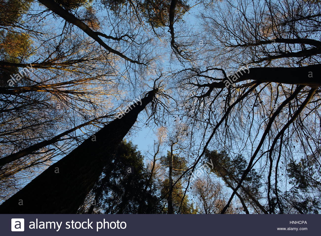 Treetops at sunset and tree trunks racing upwards in a forest in ...