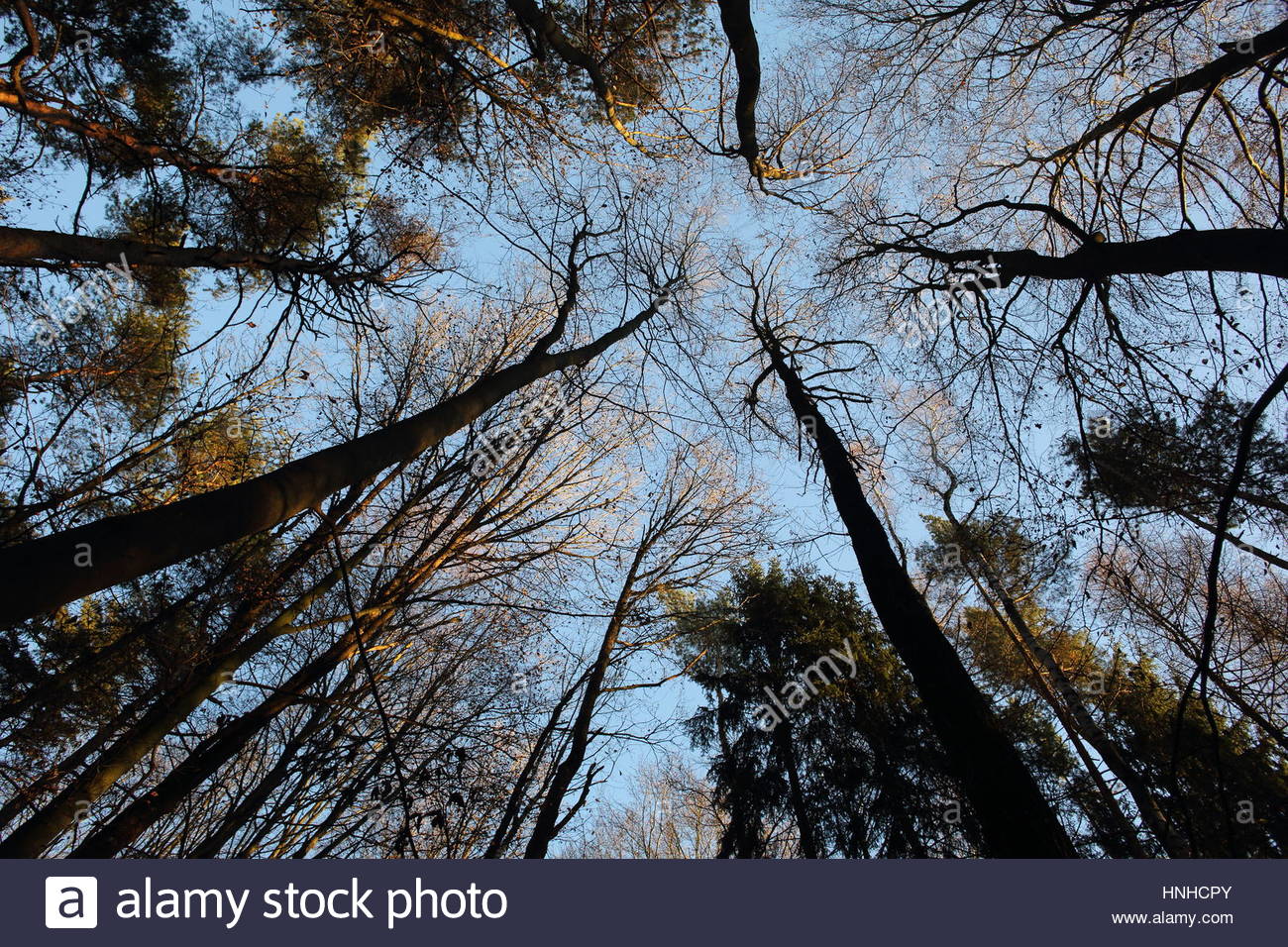 Treetops at sunset and tree trunks racing upwards in a forest in ...